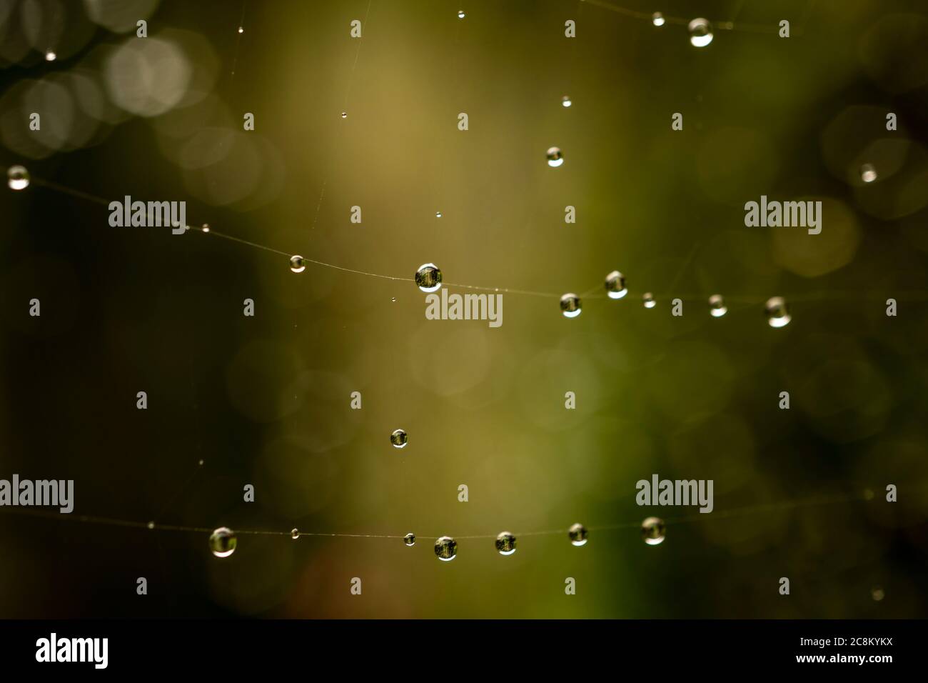 Dewdrops reflect landscape hi-res stock photography and images - Alamy