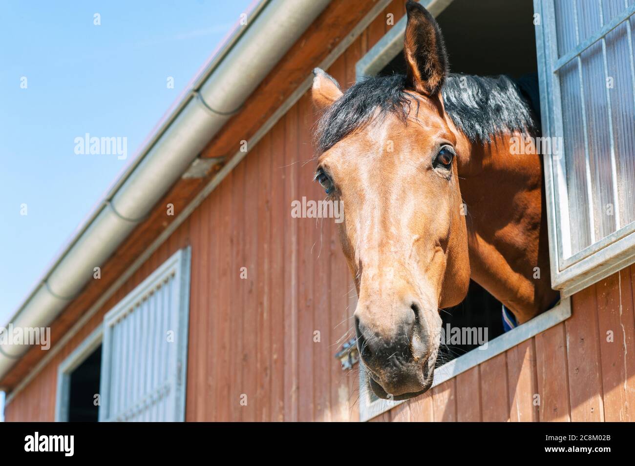 Portrait of thoroughbred chestnut horse in stable window. Multicolored ...