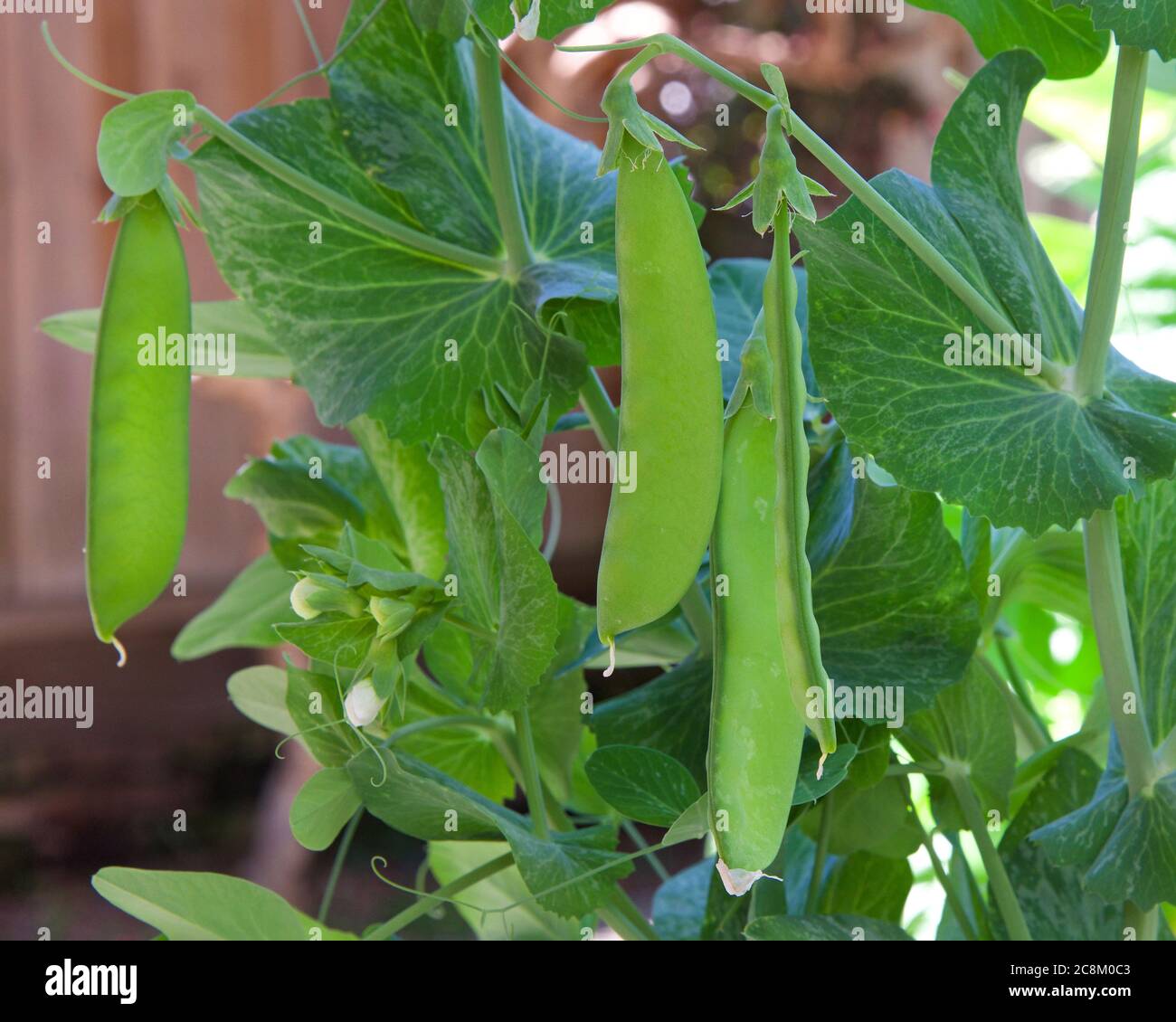 Snow Peas hanging on the vine in backyard garden. Close up Stock Photo ...