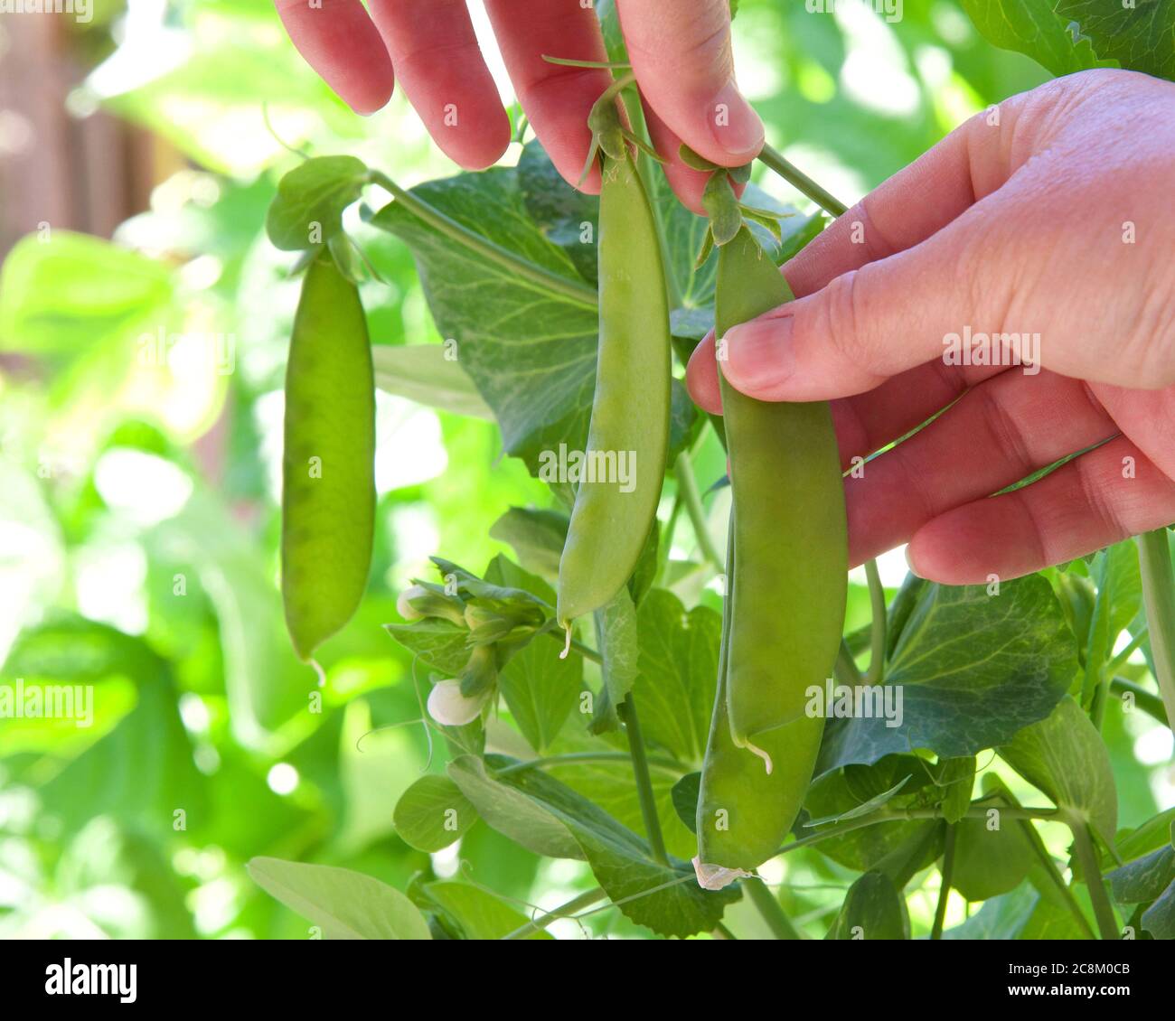 Snow Peas hanging on the vine in backyard garden, hands picking ripe ...