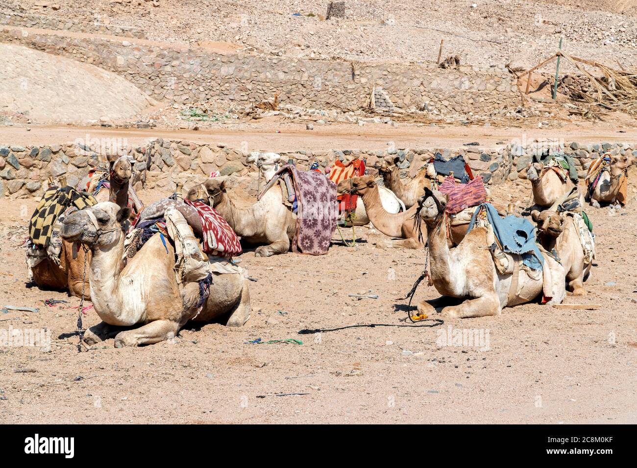 A group of beautiful Egyptian camels relax before a long ride. Perfect ...