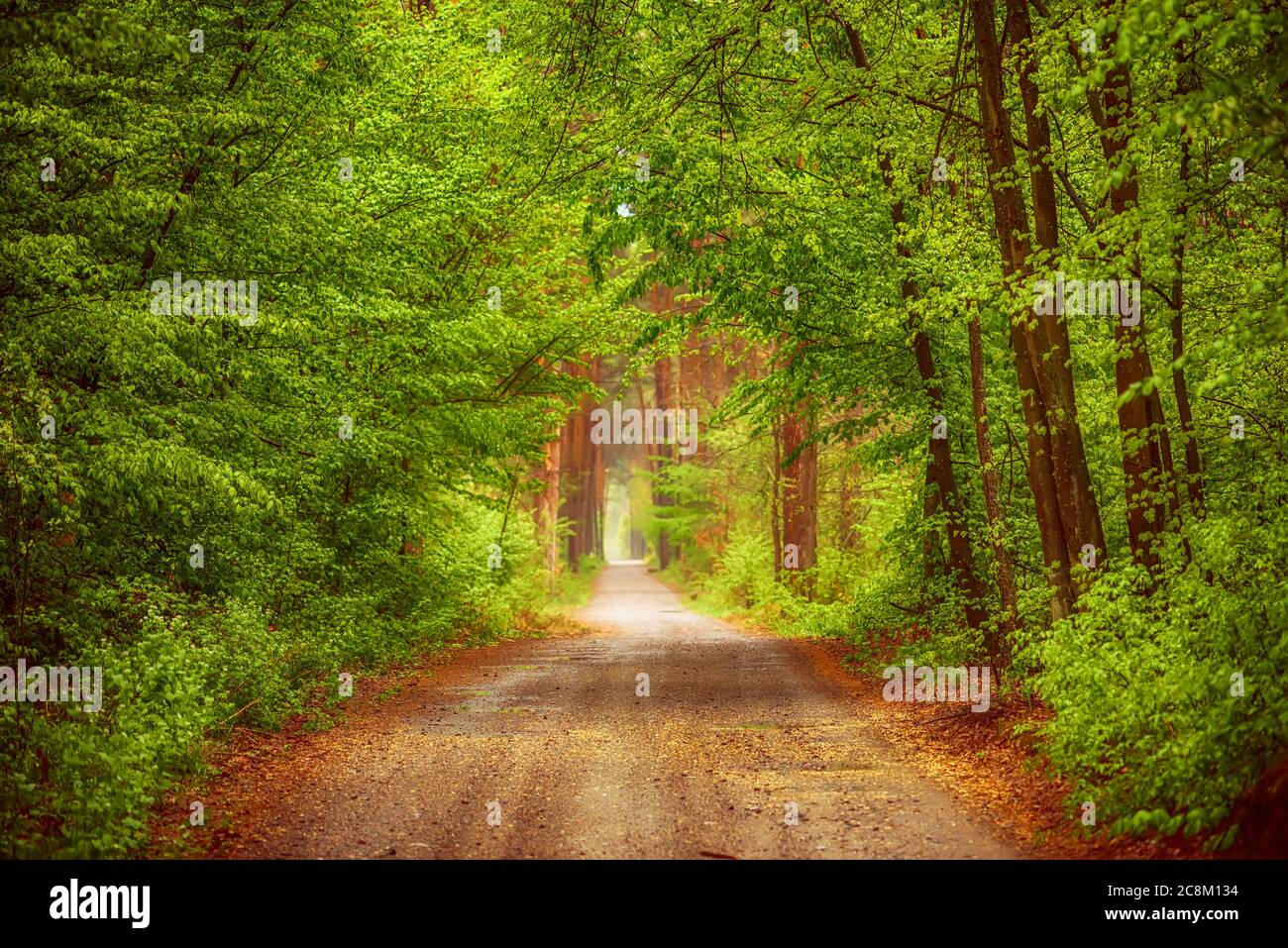 Summer green forest with path and sun shining, natural outdoor seasonal ...