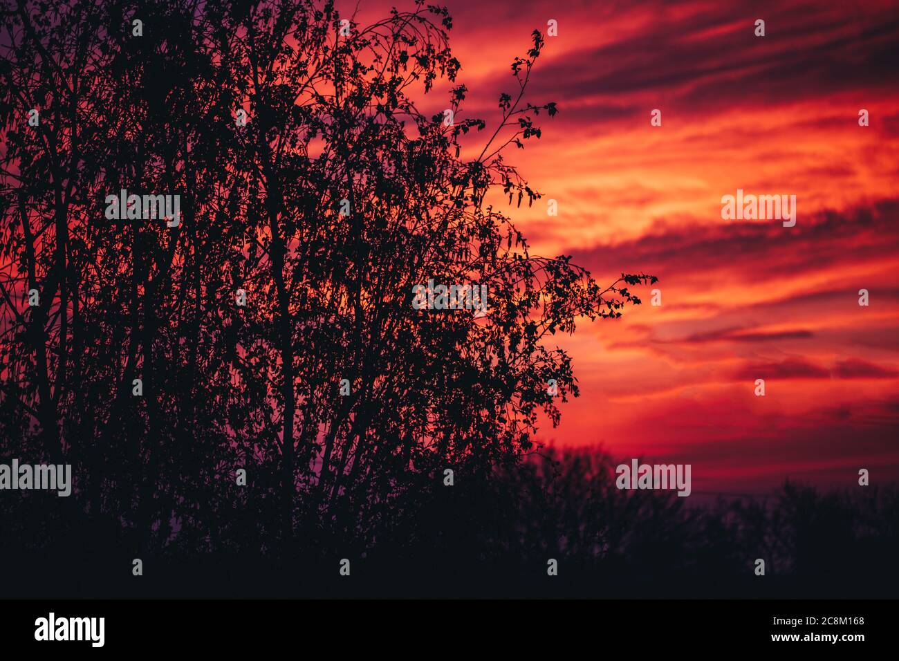 Beautiful pink sky with violet sunset and cloudy texture Stock Photo ...