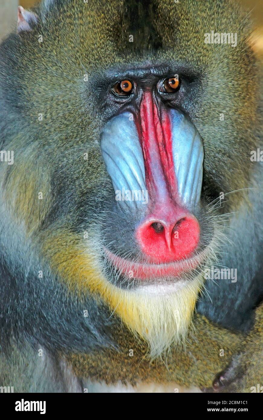 Mandrill hi-res stock photography and images - Alamy