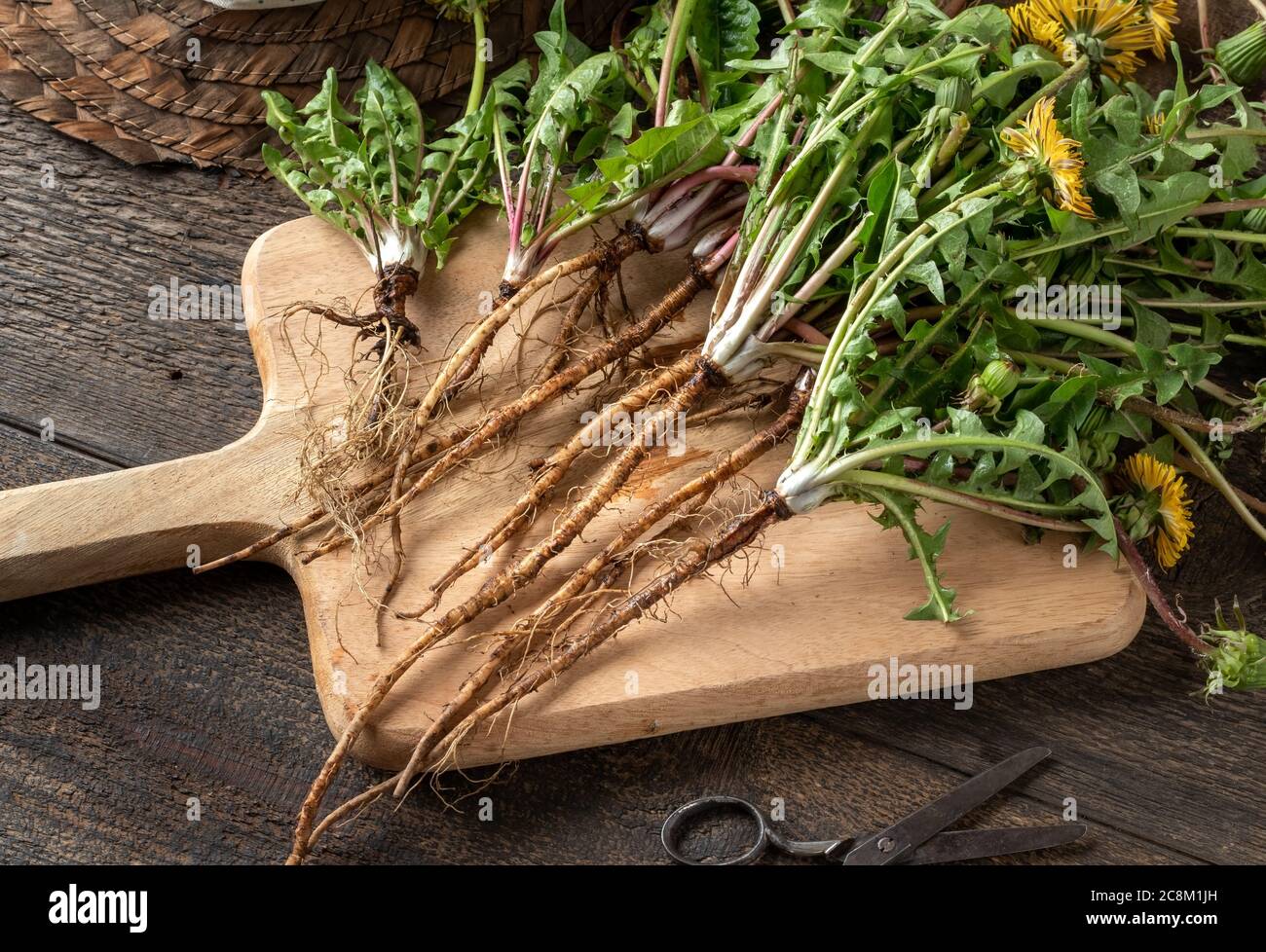 Dandelion roots on a cutting board on a table Stock Photo - Alamy