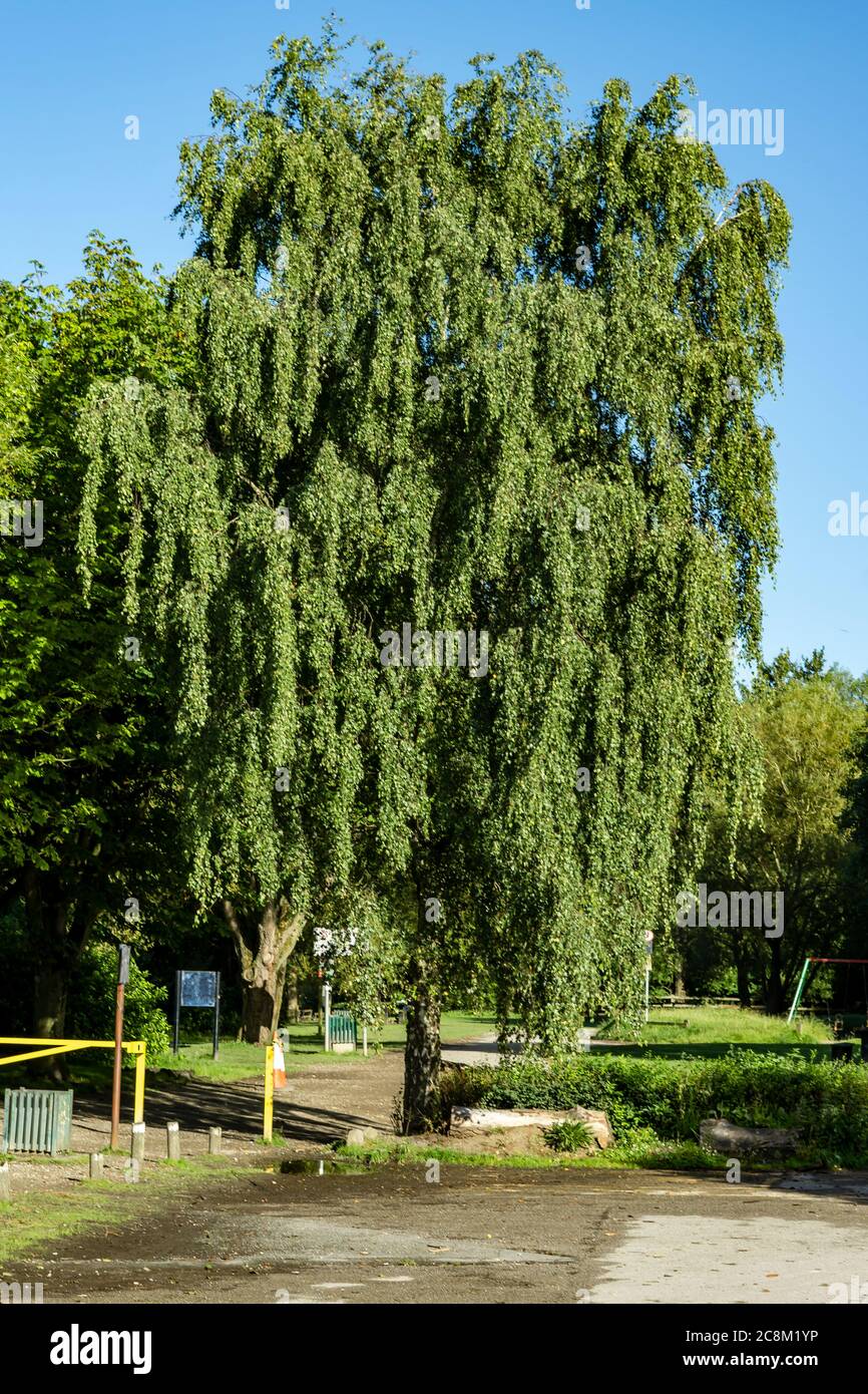 Stunning salix babylonica hi-res stock photography and images - Alamy