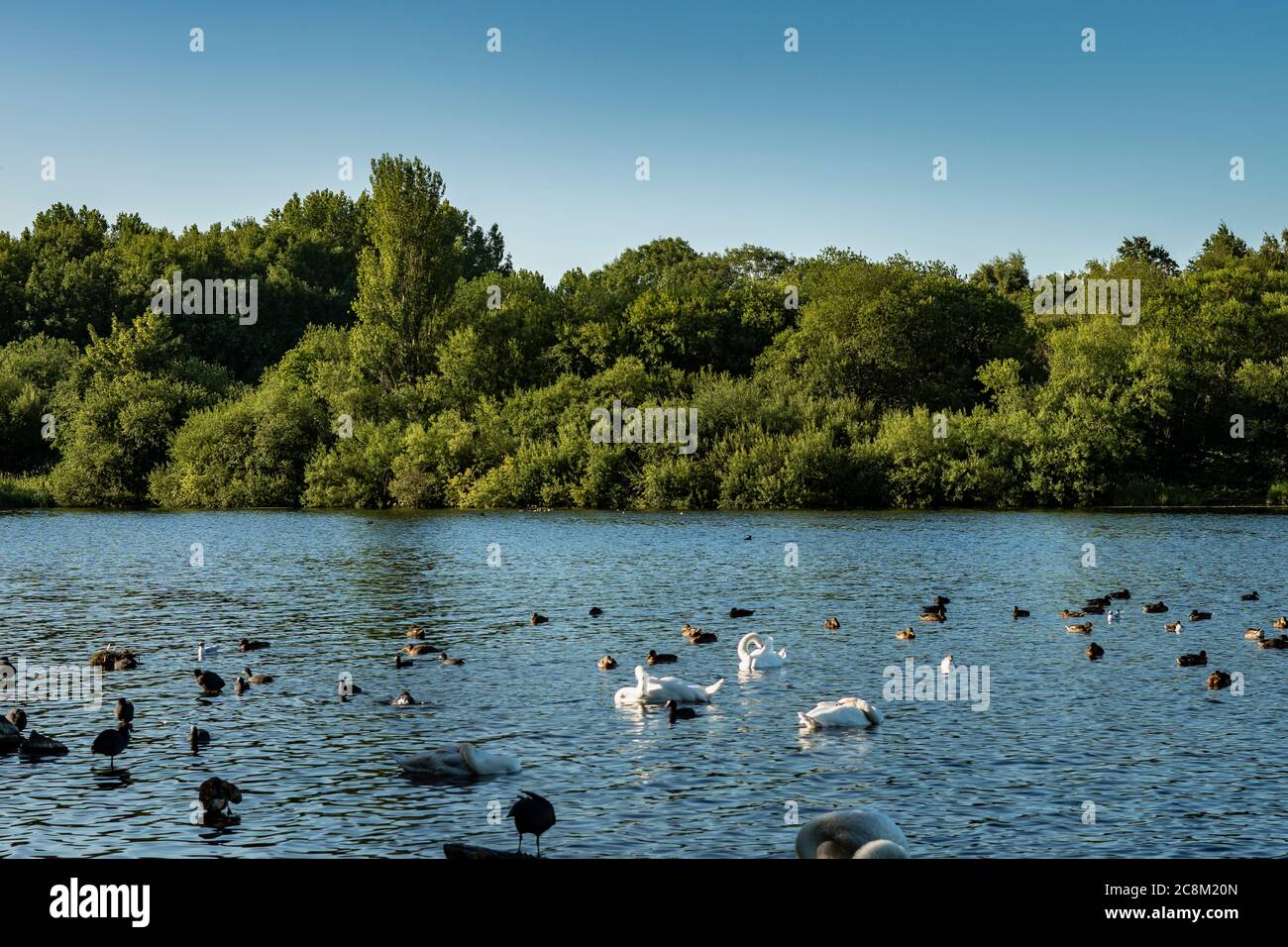A stunning view of the surrounding forest at the lakeside. Breathtaking ...