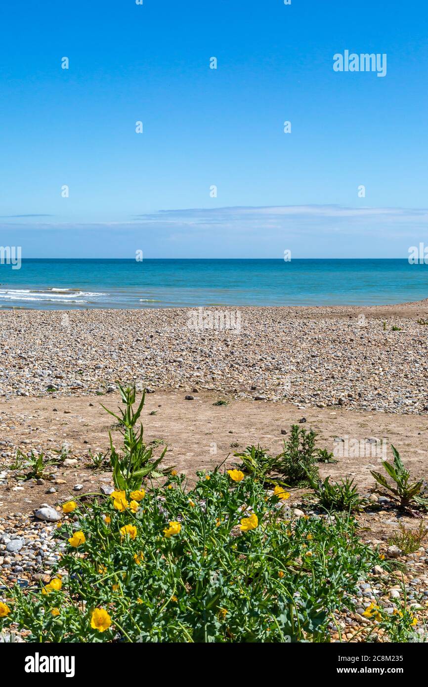 Yellow Horned Poppy Flowers, also known as Sea Poppy, growing on a ...