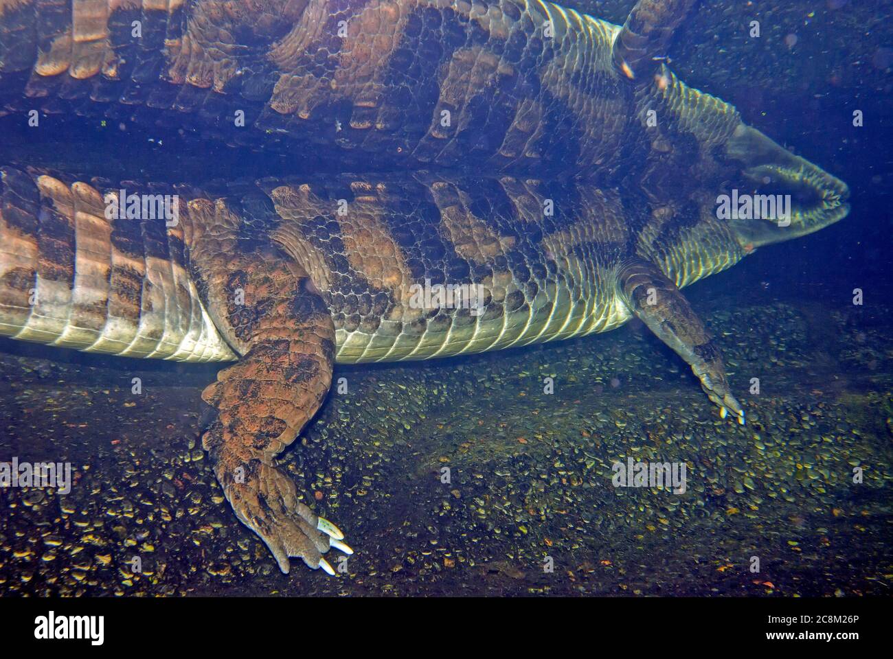 Alligator underwater reflection Stock Photo - Alamy