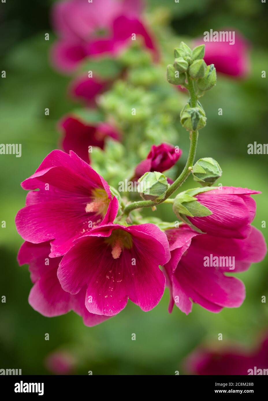 Red mallow hi-res stock photography and images - Alamy