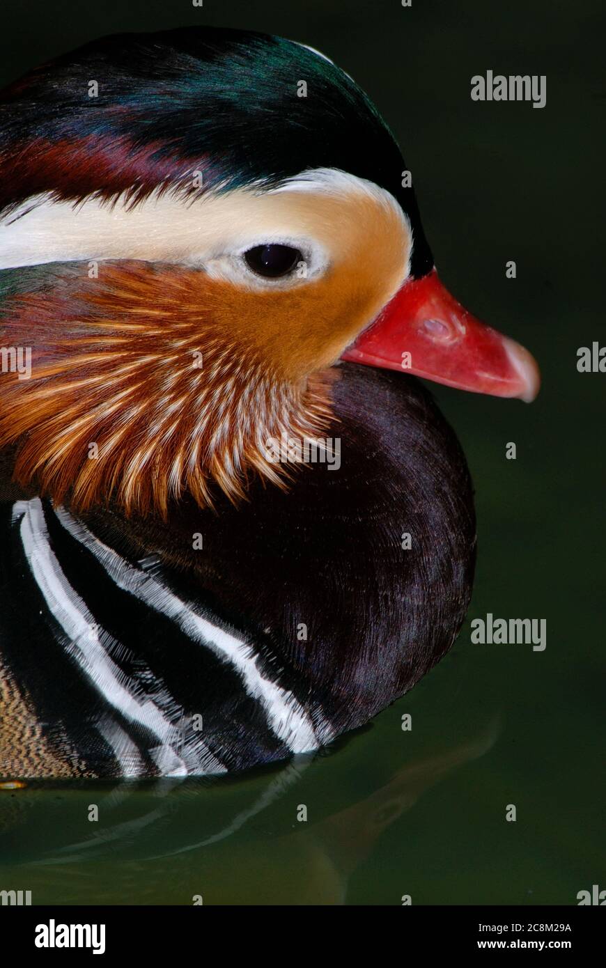 Asian migration bird hi-res stock photography and images - Alamy