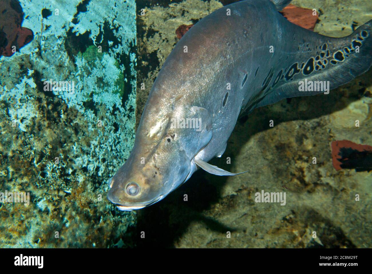 amazon primitive fish Stock Photo - Alamy