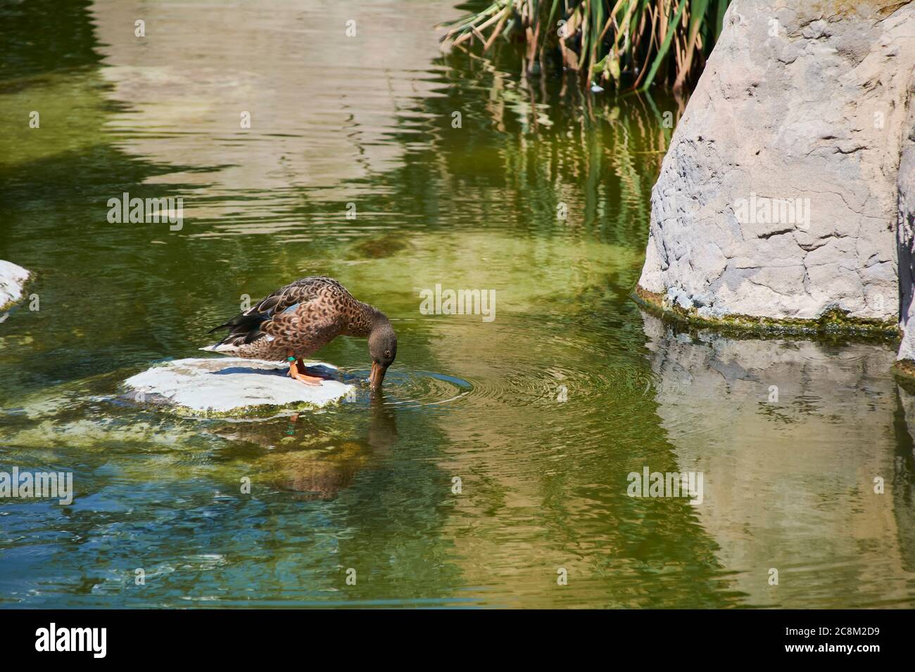 Duck on a rock drinking water, small rock, vegetation Stock Photo - Alamy