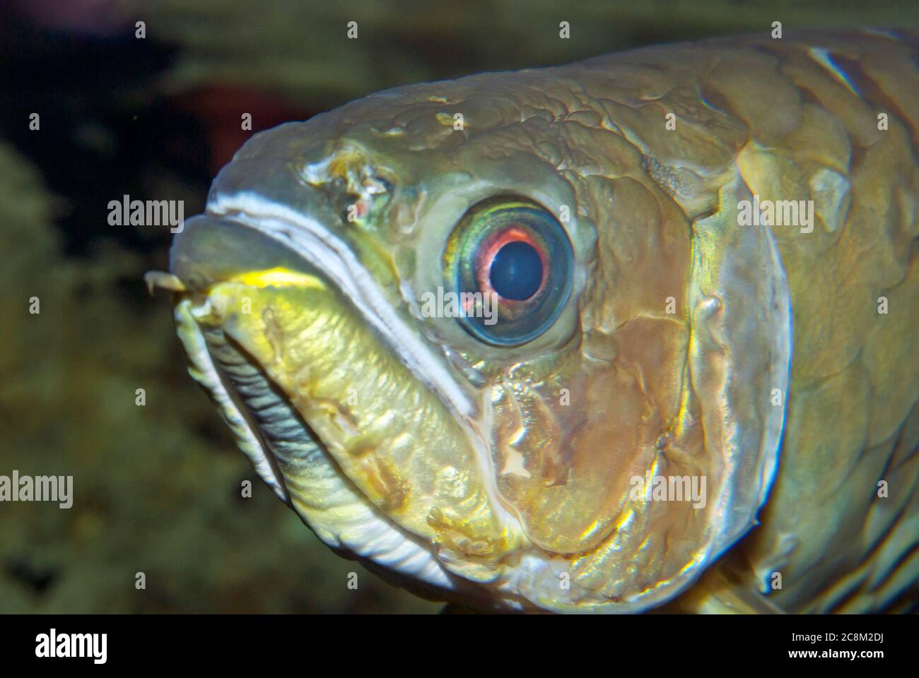 Cartoon fish head hi-res stock photography and images - Alamy