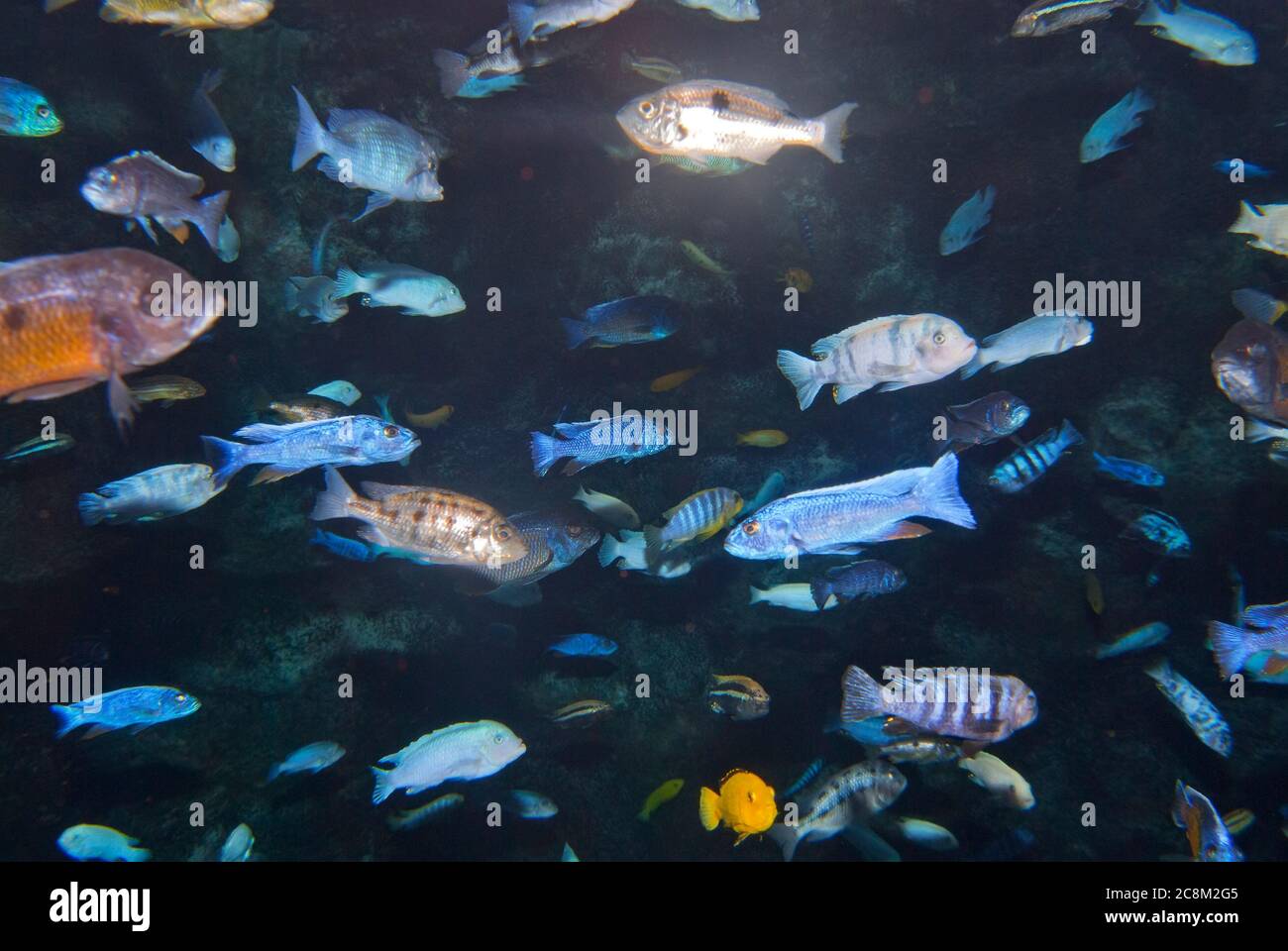 Variety sea fish set hi-res stock photography and images - Alamy