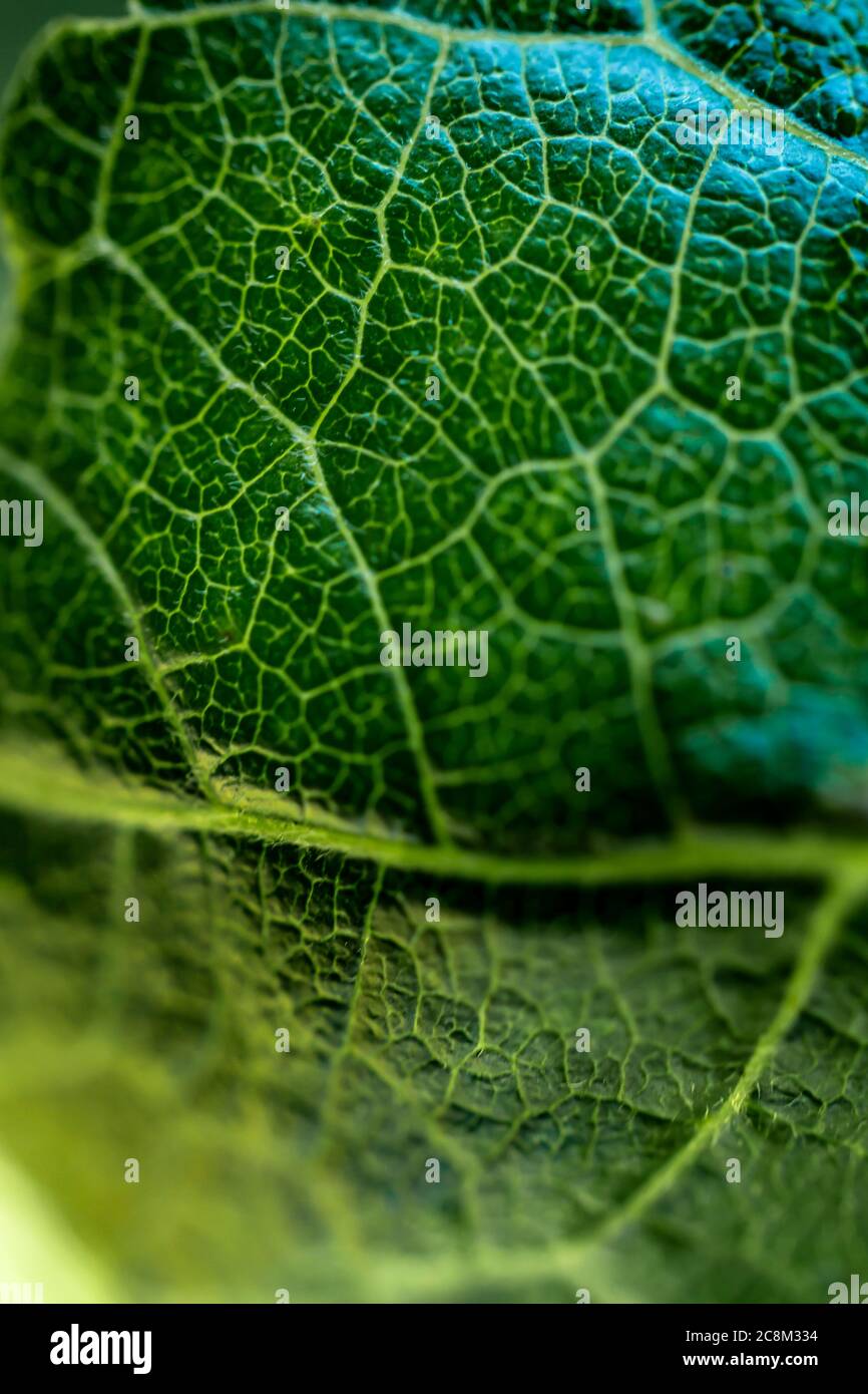 Lamina hi-res stock photography and images - Alamy