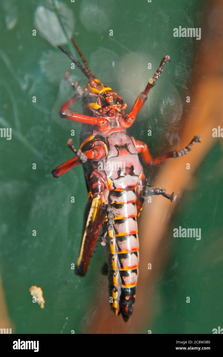 Grasshopper abdomen hi-res stock photography and images - Alamy