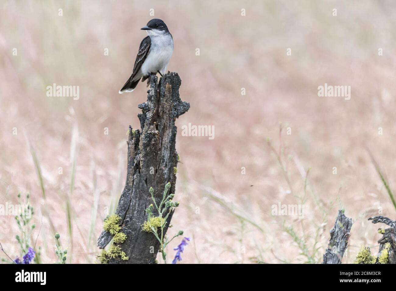 Eastern Kingbird (Tyrannus tyrannus Stock Photo - Alamy