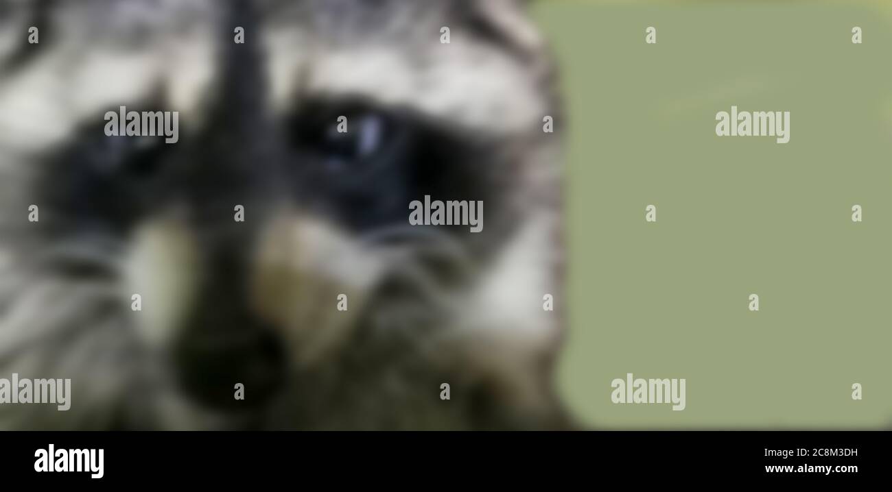 raccoon head on a turquoise background, blurred image Stock Photo - Alamy