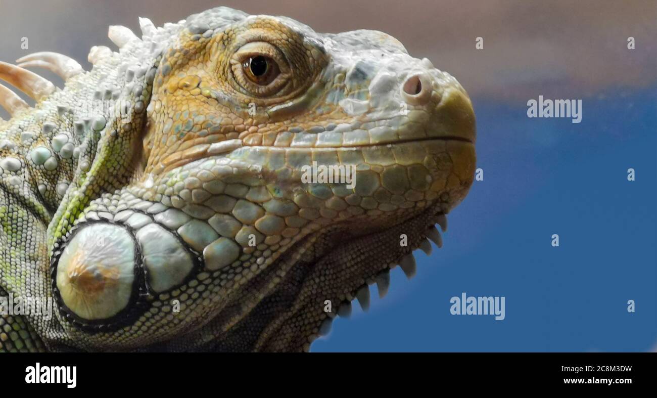 beautiful iguana portrait against blue bacground Stock Photo - Alamy