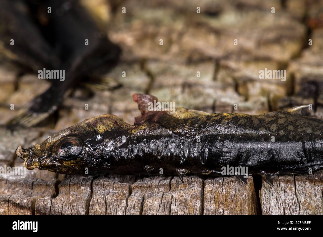 Dead Brook Stickleback (Culaea inconstans Stock Photo - Alamy