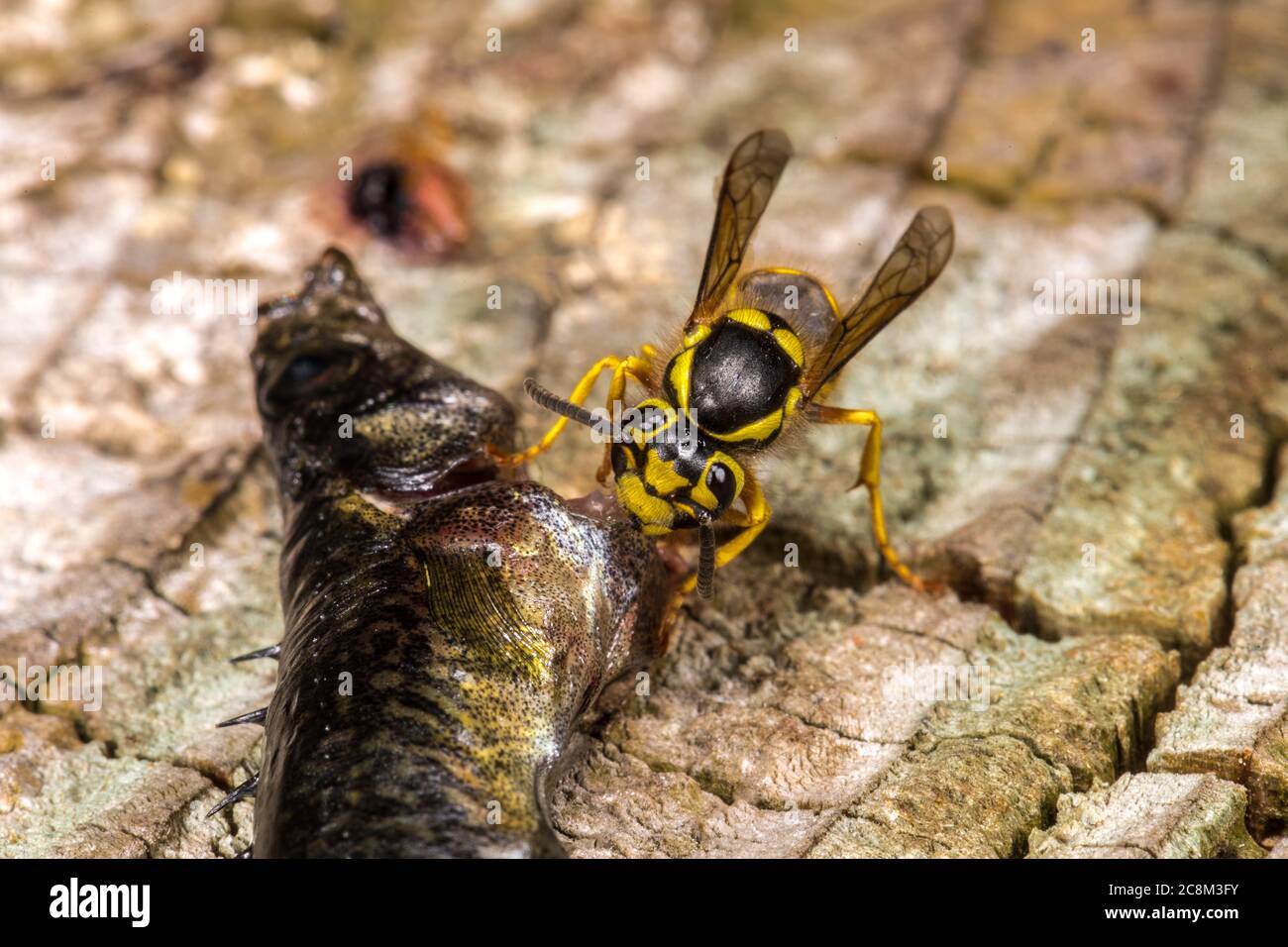 Yellowjacket (Vespula spec.) feeding on dead Brook Stickleback (Culaea ...