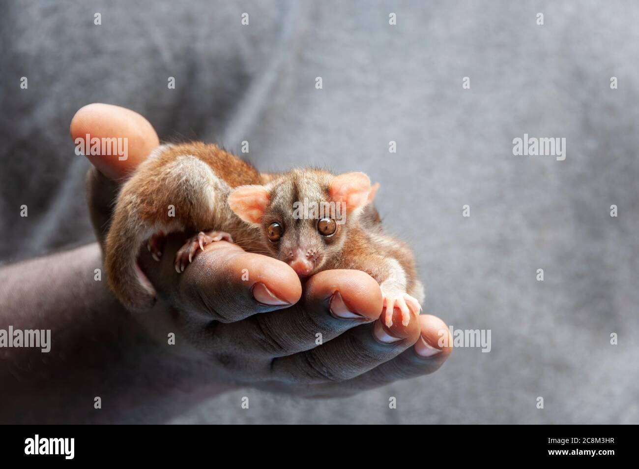 Opossum babies pouch hi-res stock photography and images - Alamy