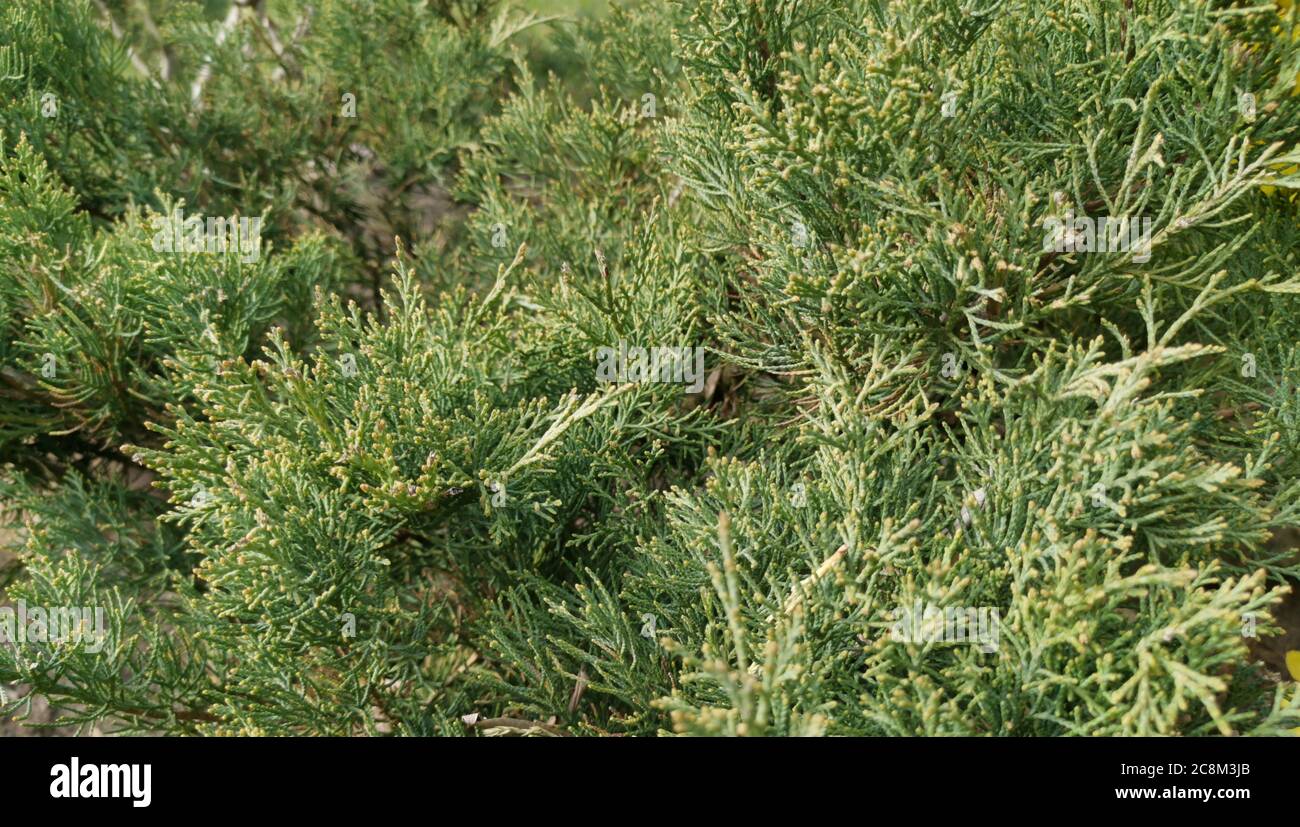 Branches of a juniper. Fon. Beautiful background. Banner Stock Photo ...