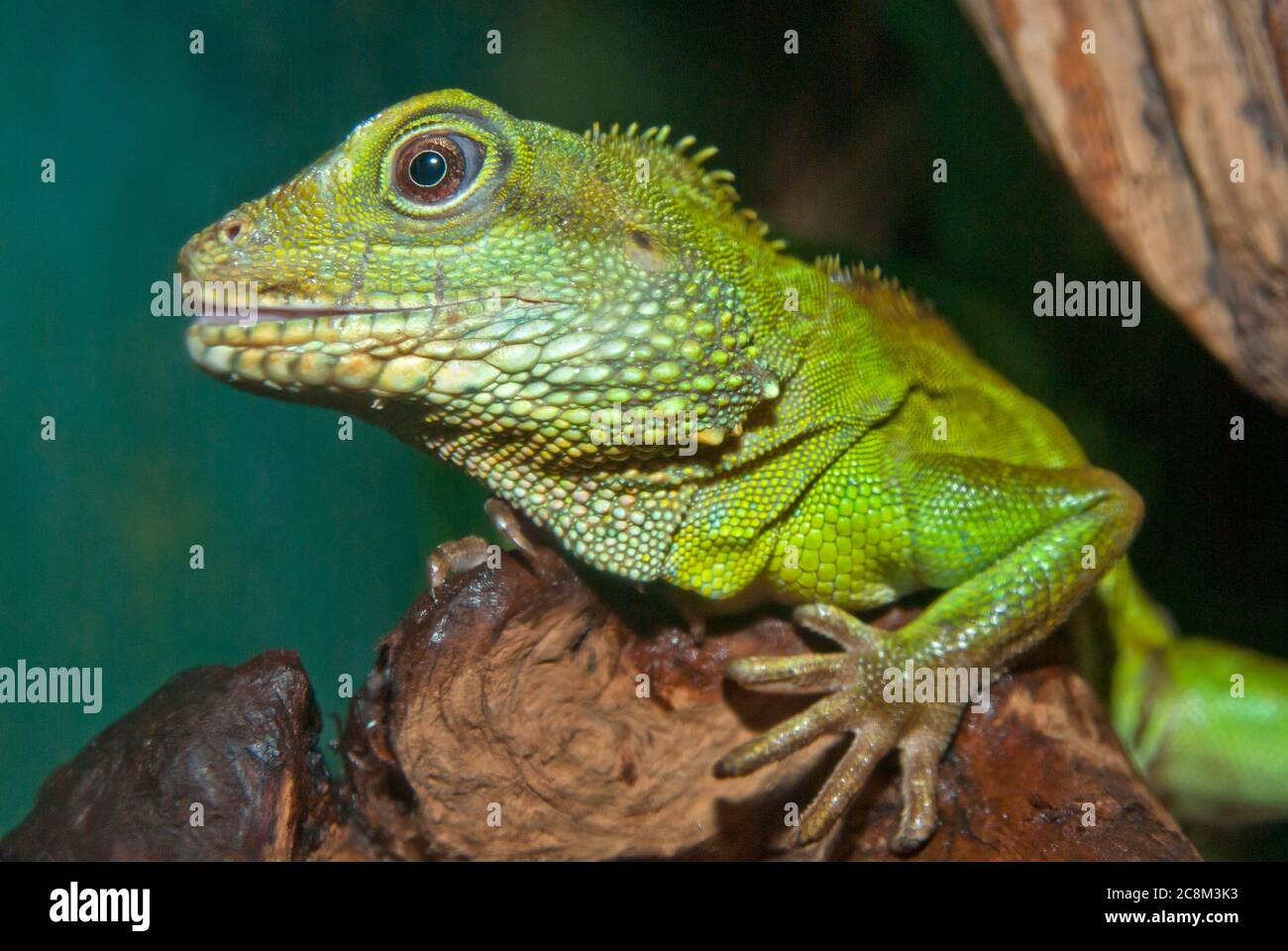 Asian Water Dragon High Resolution Stock Photography and Images - Alamy