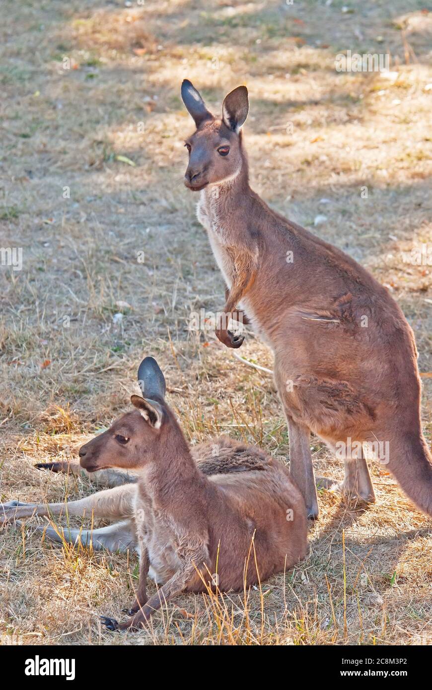 Kangaroo foot hi-res stock photography and images - Alamy