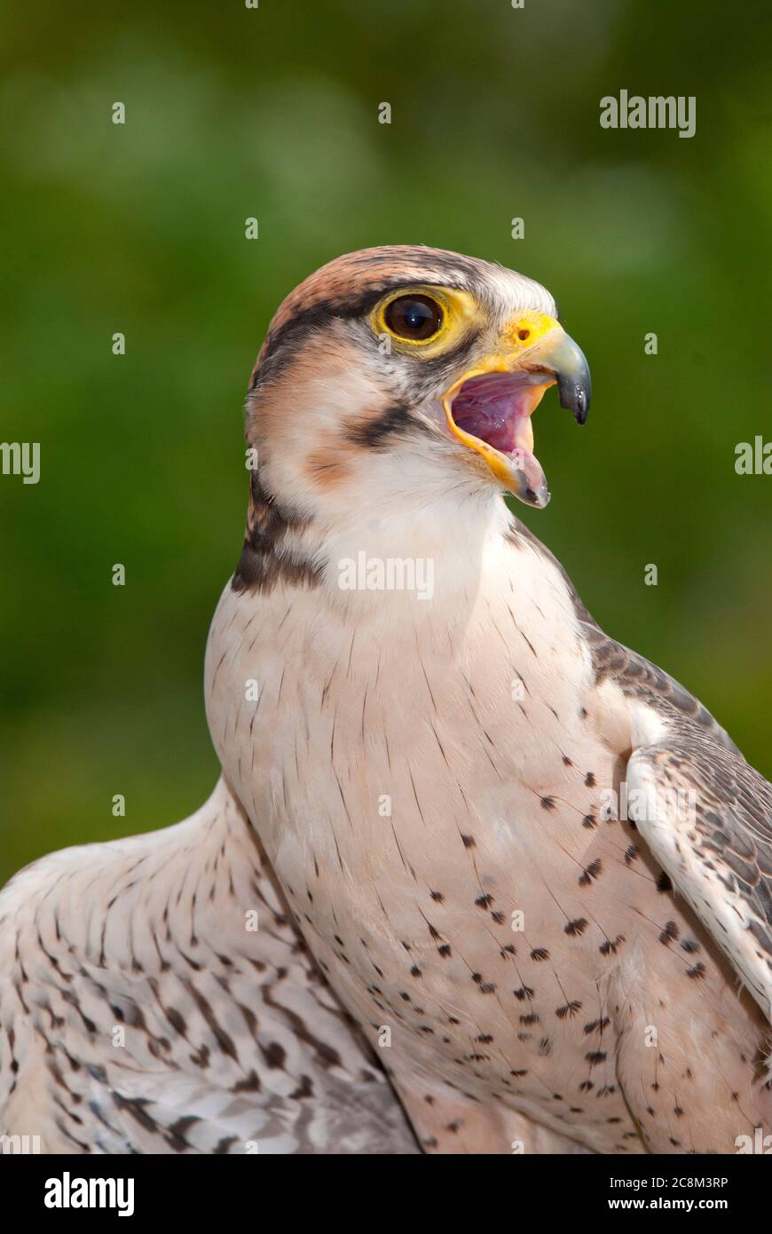 Lanner Falcon, Falco biarmicus, Portrait Stock Photo - Alamy