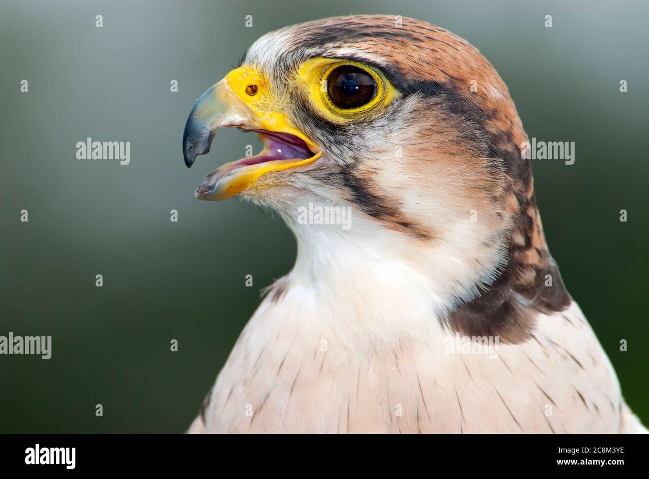 Lanner Falcon, Falco biarmicus, Portrait Stock Photo - Alamy
