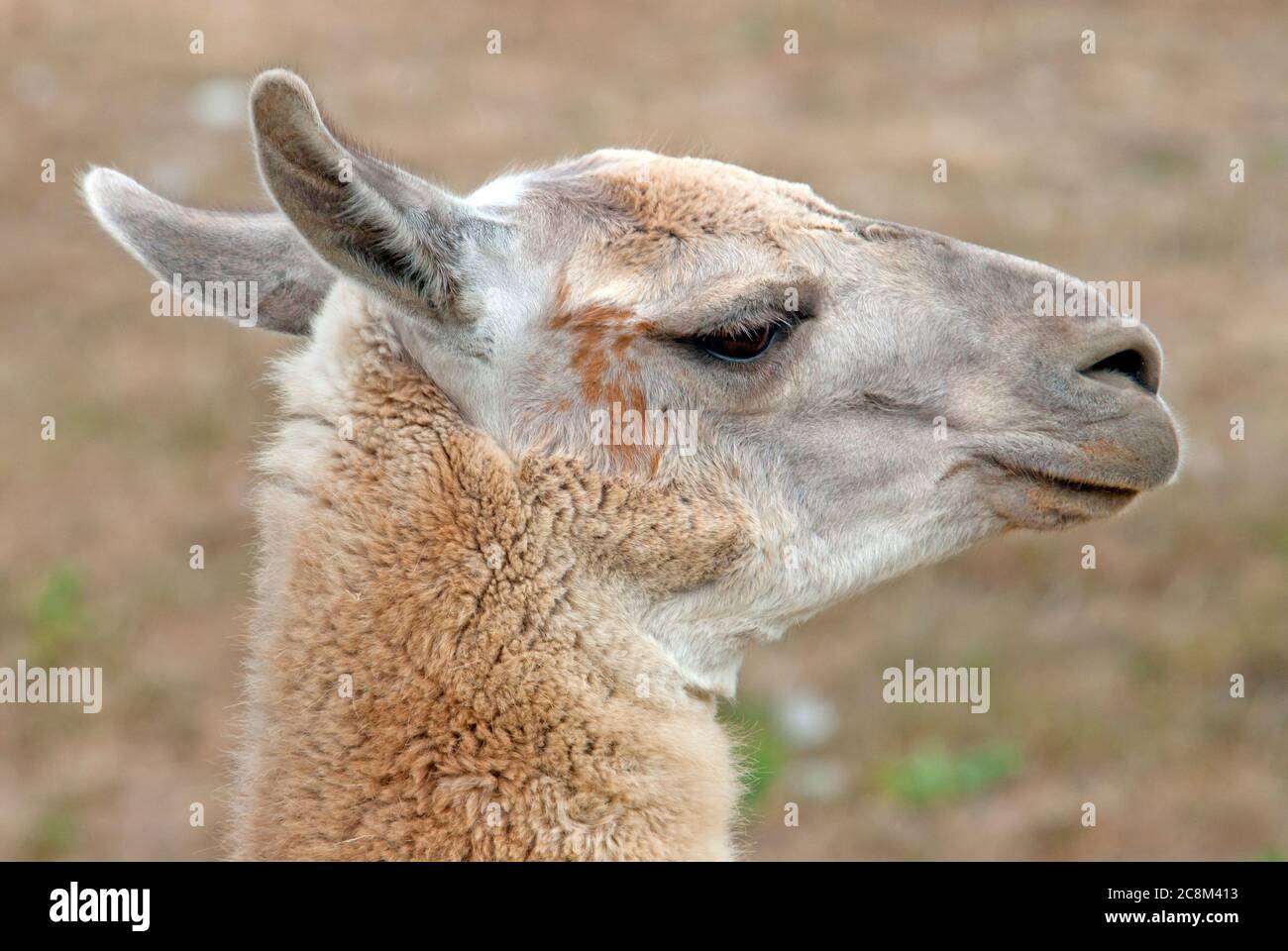 Llamas peru working hi-res stock photography and images - Alamy