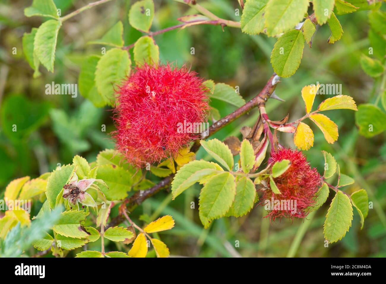 The Robin's pincushion or bedeguar gall is produced on dog roses in ...