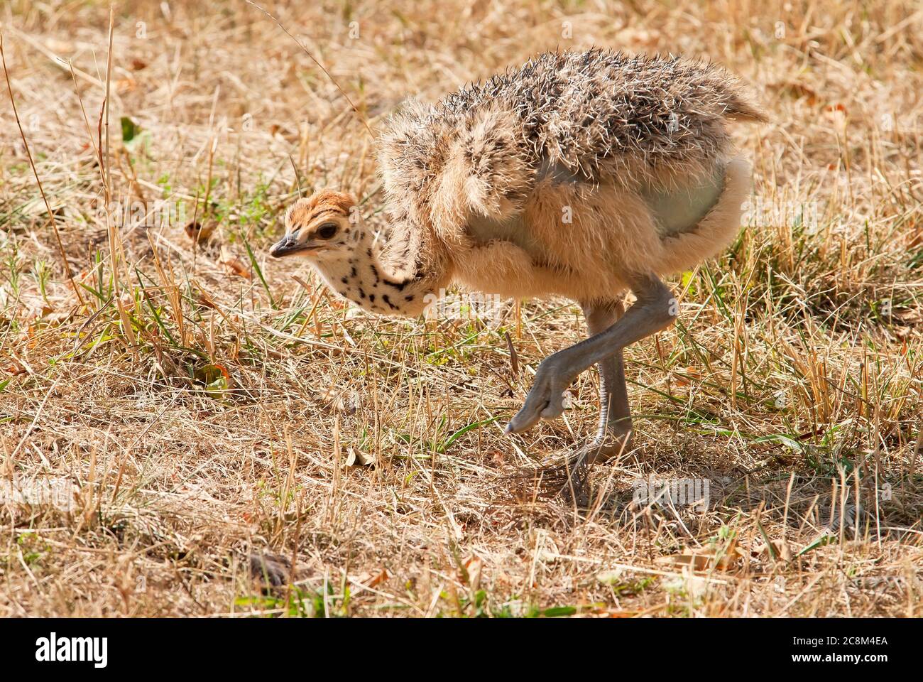 common ostrich (Struthio camelus) chick Stock Photo - Alamy