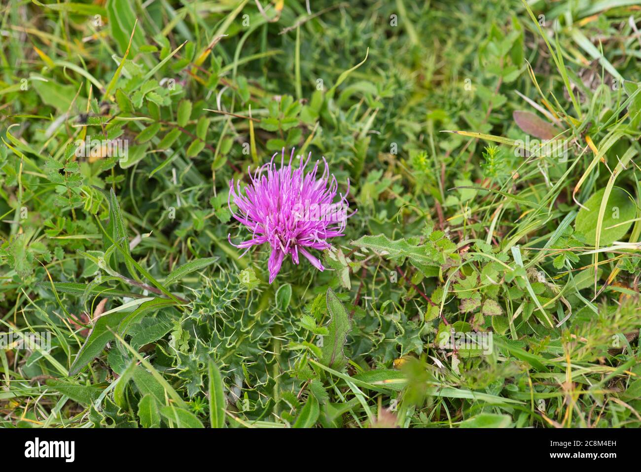 Dwarf or stemless thistle (Cirsium acaule), growing on a chalk soil ...