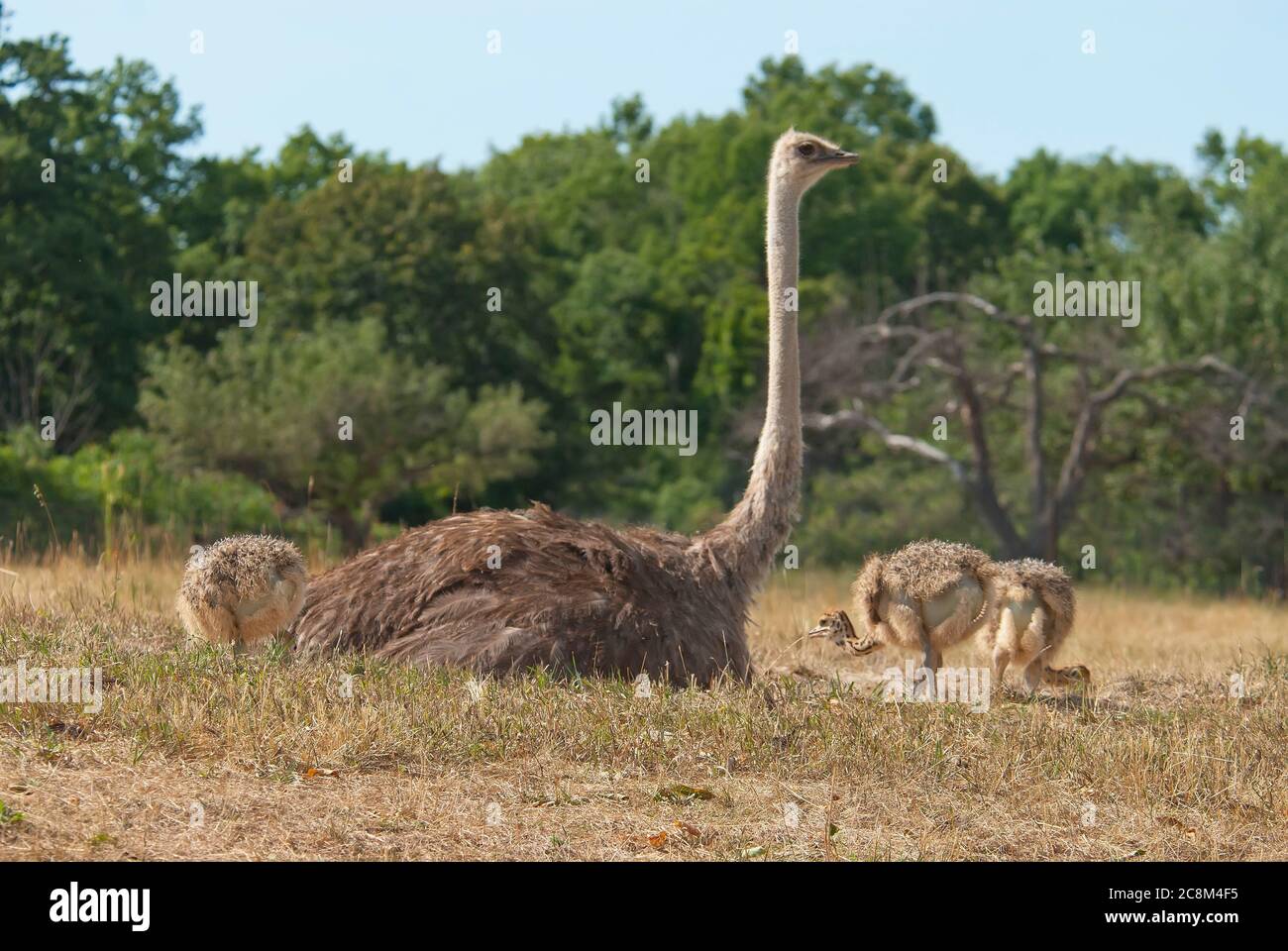 common ostrich (Struthio camelus) female and chicks Stock Photo - Alamy