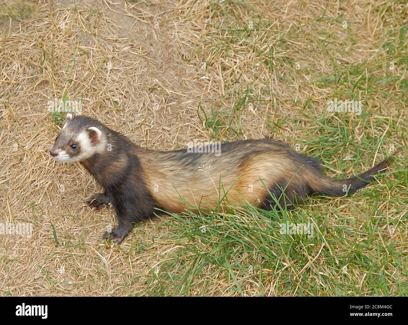 Polecat ferret hi-res stock photography and images - Alamy