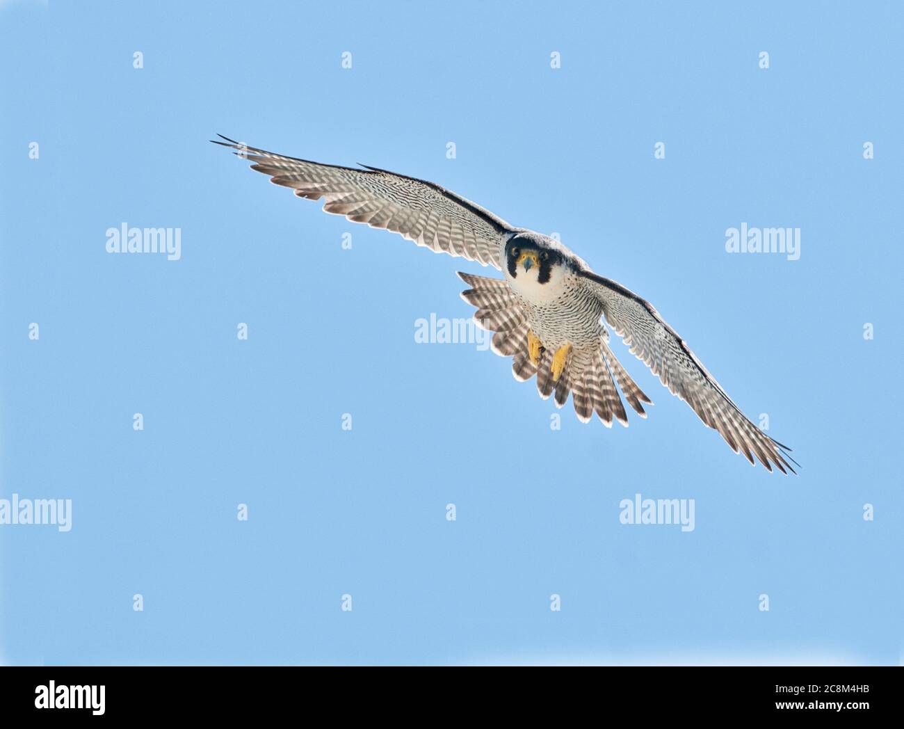 Male peregrine falcon (Falco peregrinus) in flight Stock Photo - Alamy