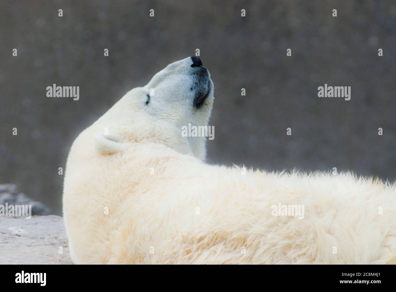 Polar bear lying down looking up Stock Photo - Alamy