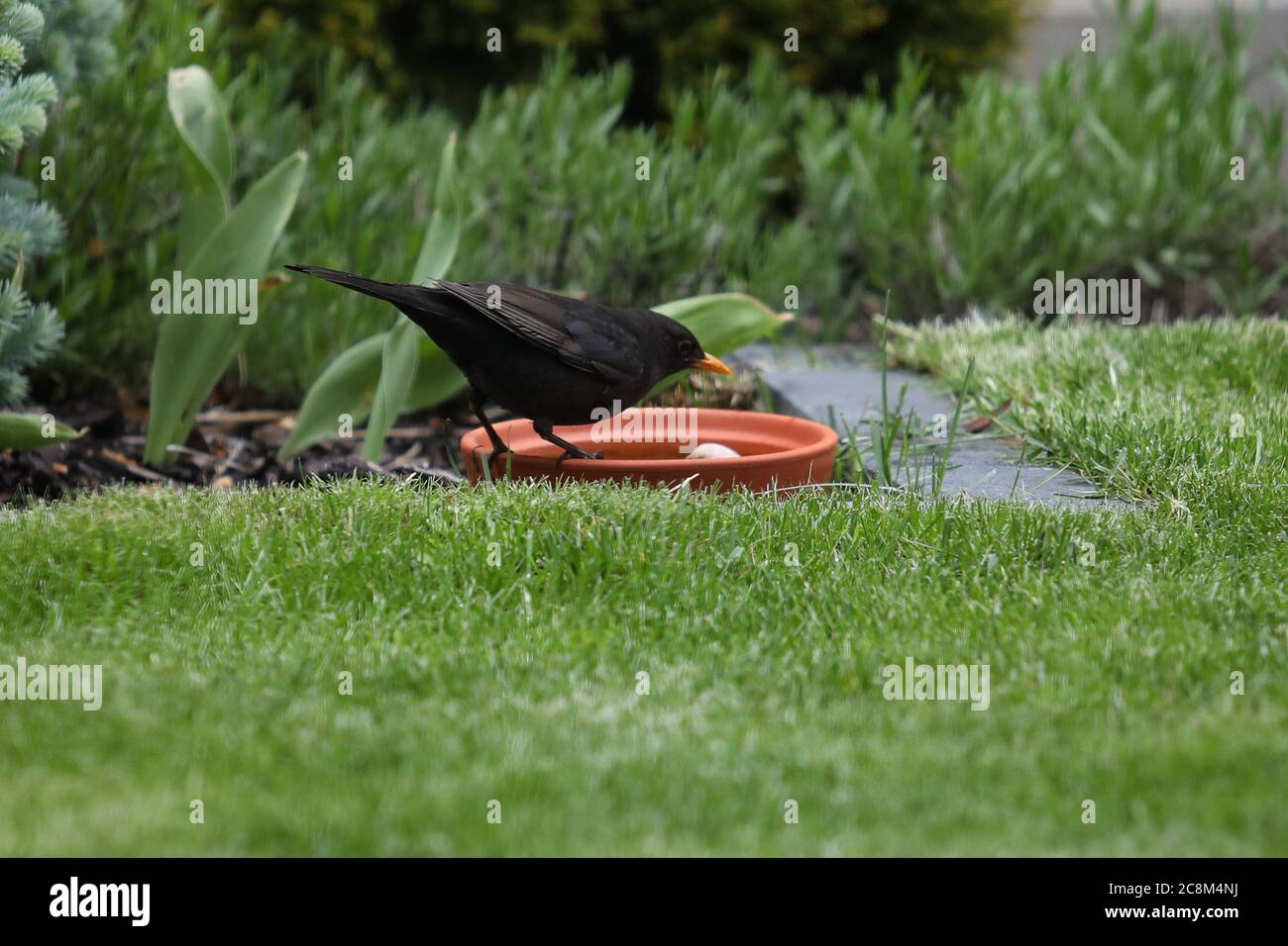 The common blackbird (Turdus merula) or Eurasian blackbird is a species ...