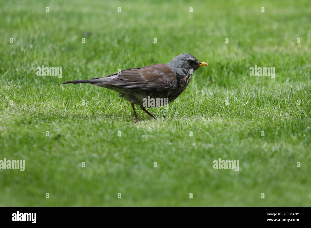 The fieldfare (Turdus pilaris), member of the thrush family Turdidae ...