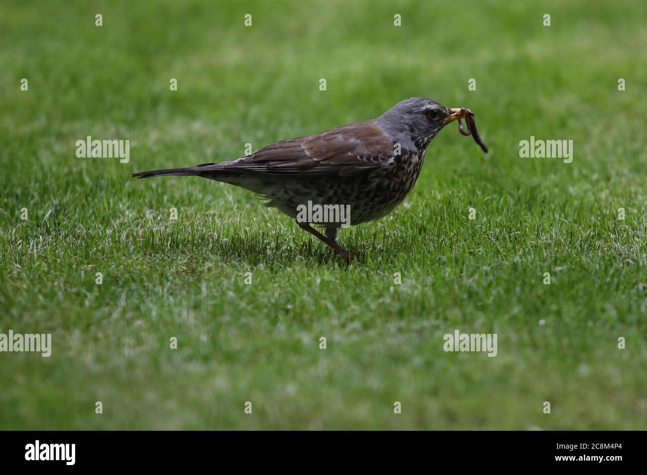 The fieldfare (Turdus pilaris), member of the thrush family Turdidae ...