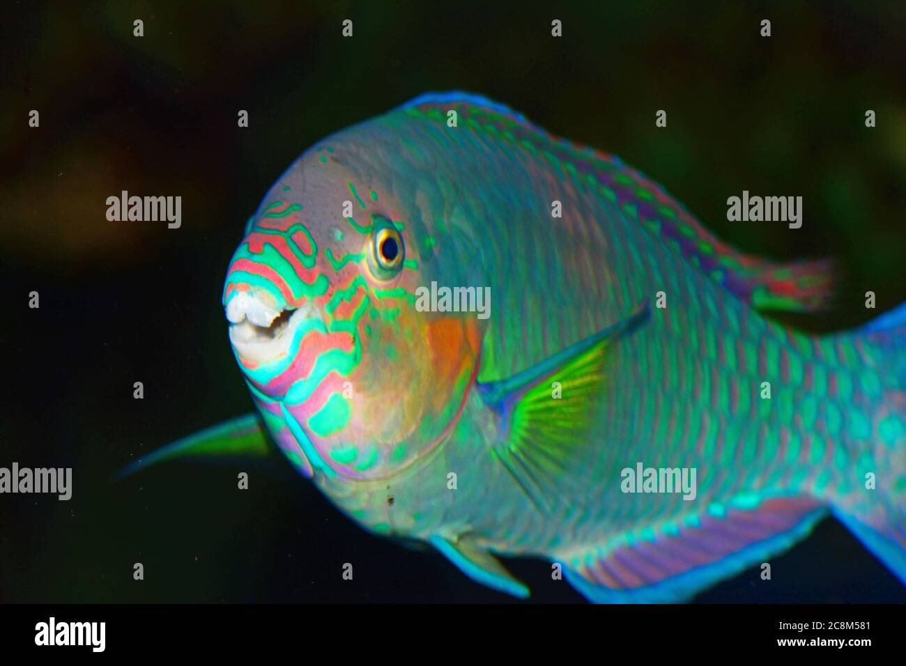 Parrotfish coral hi-res stock photography and images - Alamy