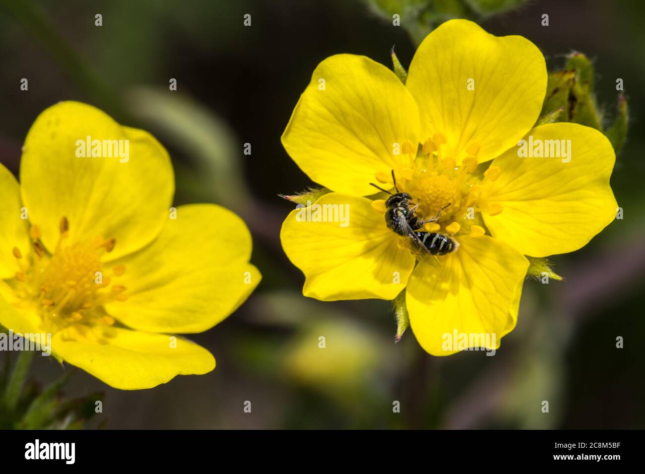 Bulbous Buttercup (Ranunculus bulbosus Stock Photo - Alamy
