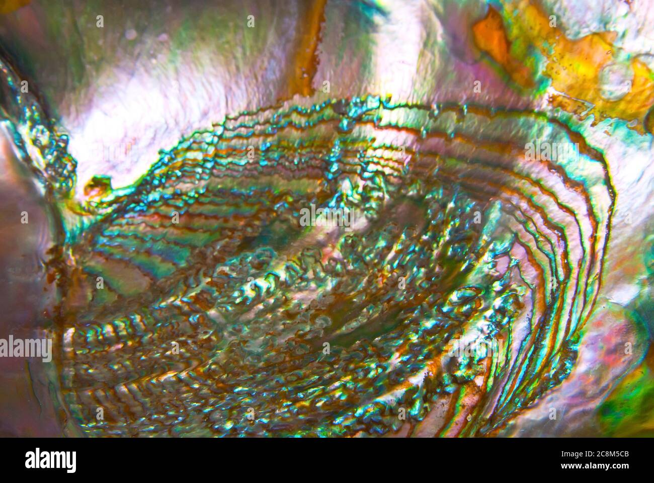 Nacreous abalone shell hi-res stock photography and images - Alamy