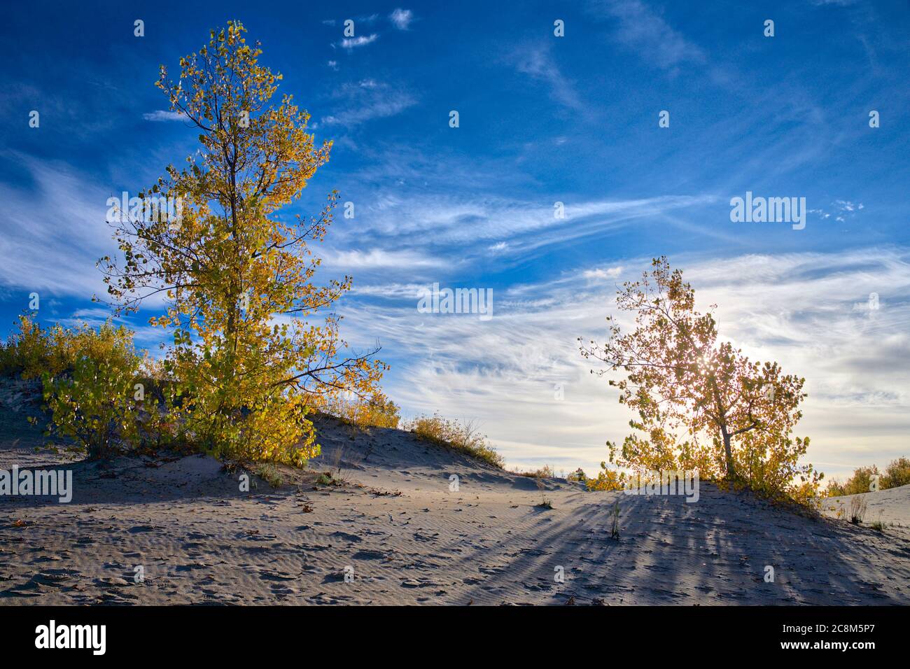 The sun shining through a tree with autumn leaf color on the sand dune ...
