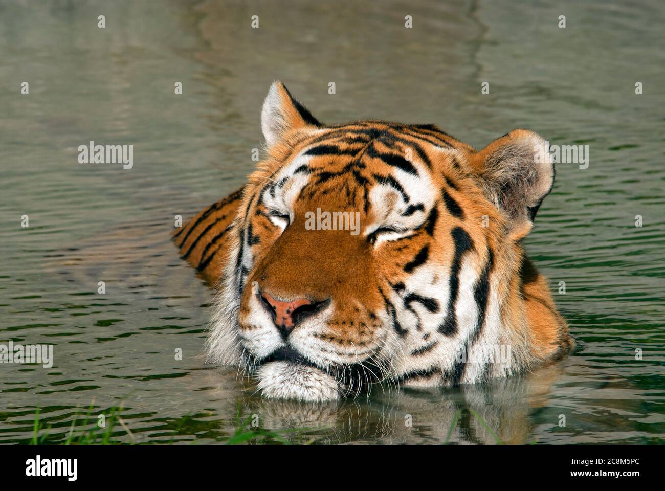 Bengal tiger resting and cooling in water Stock Photo - Alamy