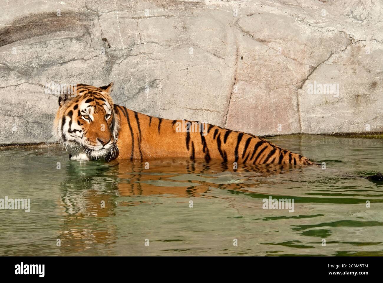 Bengal tiger resting and cooling in water Stock Photo - Alamy