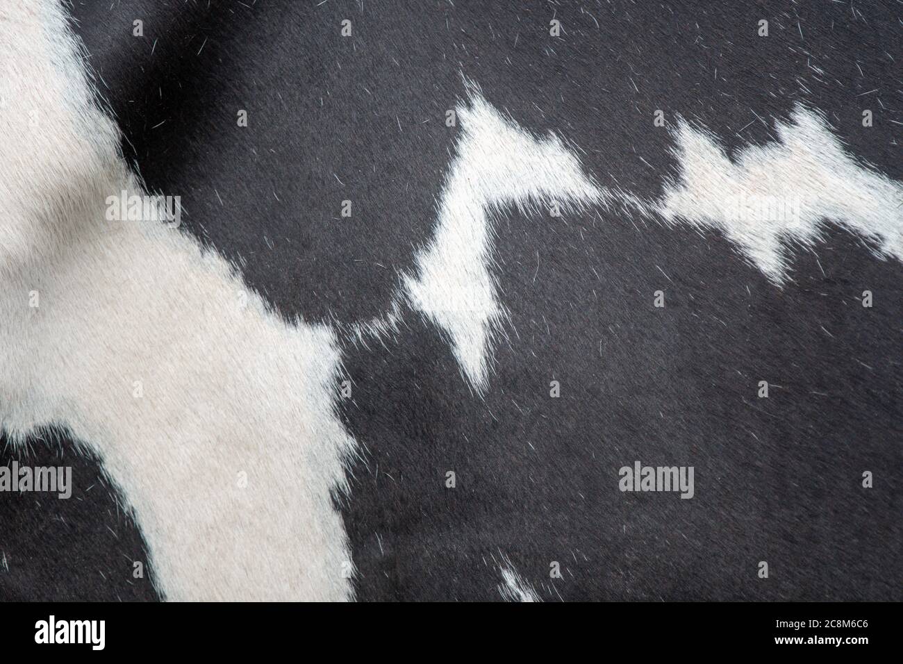 Close up photo of Cow hide Stock Photo - Alamy